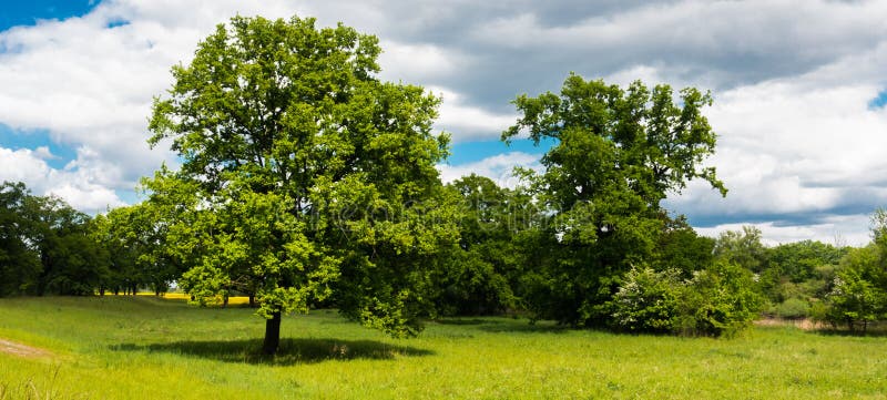 Oak Casting a Shadow on the Grass Stock Image - Image of shadow ...