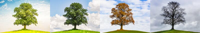 Oak in the Change of the Four Seasons Stock Image - Image of change ...