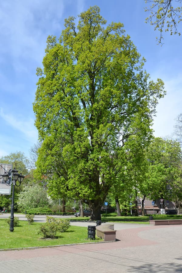 Oak Chereshchaty Pyramidal, Quercus Robur L., Grows in the Square ...