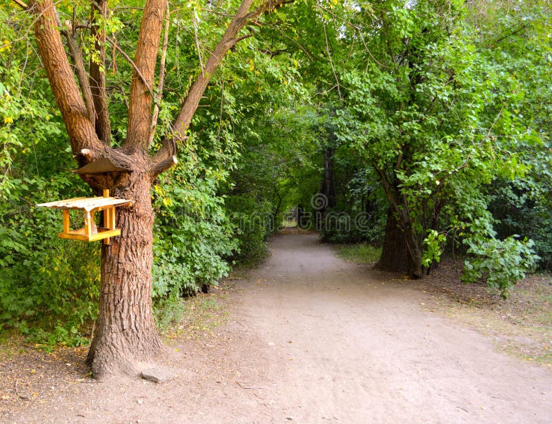 Oak in a clearing stock image. Image of natural, tree - 196031025