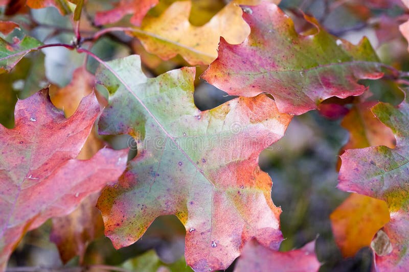 Oak Colors Picture. Image: 3442828
