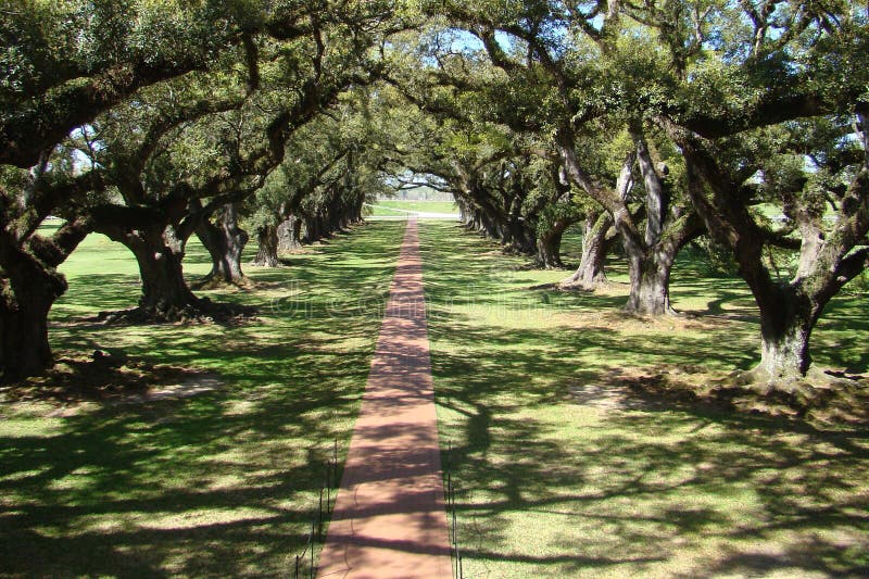 Oak covered path color stock photo. Image of flowers - 17314138