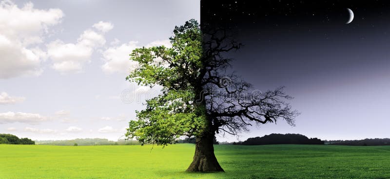 58,136 Day Night Tree Stock Photos - Free & Royalty-Free Stock Photos ...