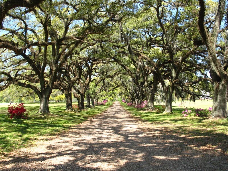 Oak Drive stock image. Image of evergreen, filtered, leaves - 5258625