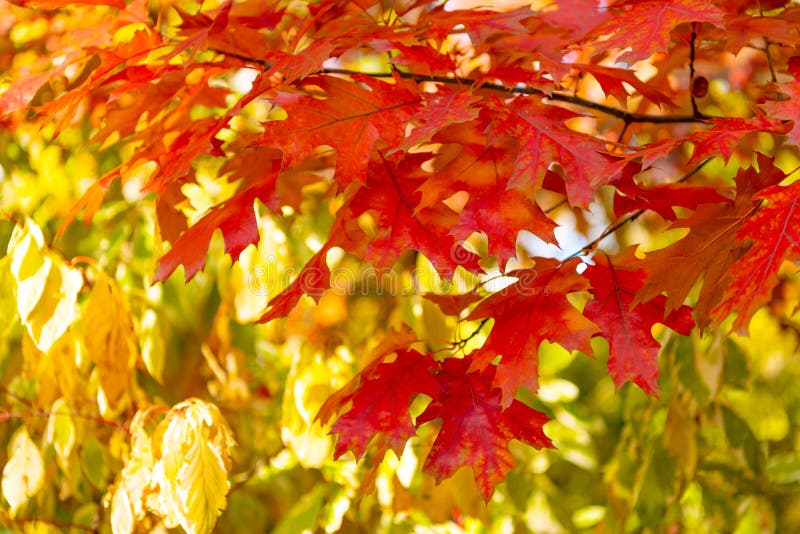 Oak Fall Leaves on Branch. Oak Fall Leaves Stock Image - Image of ...