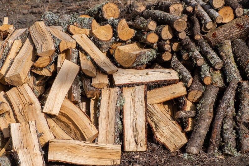Oak Firewood Cut and Stacked Stock Image - Image of forest, horizontal ...