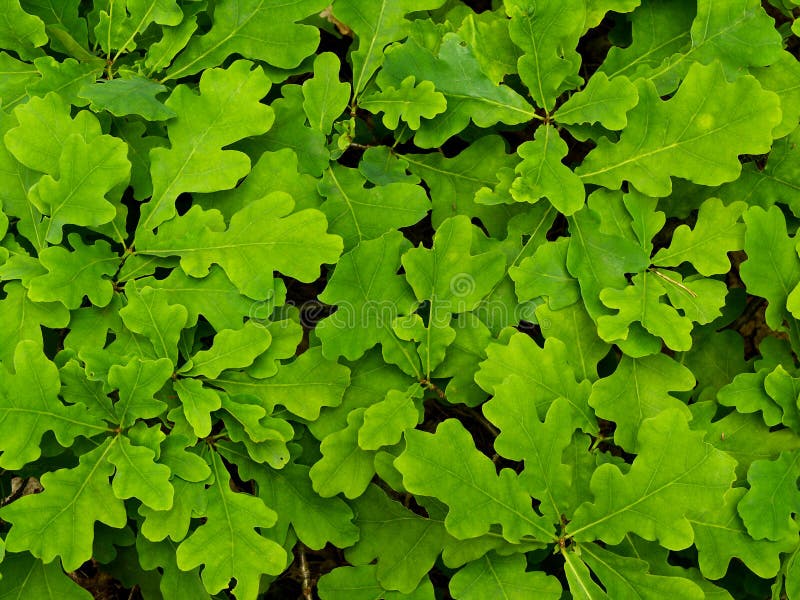 Oak foliage stock image. Image of texture, green, robur - 7962403