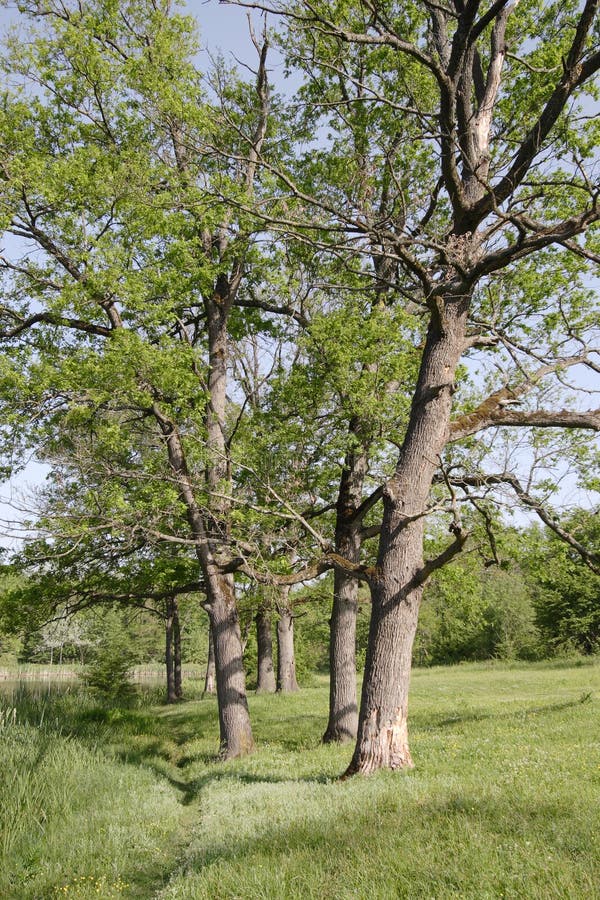 Oak forest. stock photo. Image of forest, landscape, wood - 10571566