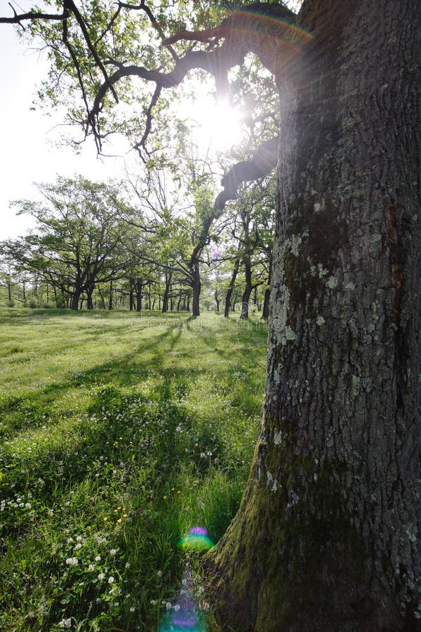 Oak forest. stock image. Image of wood, trunk, grass - 11461243