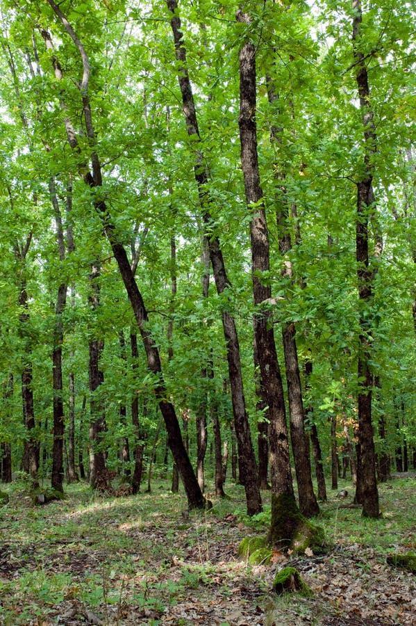 Summer oak forest stock photo. Image of greenery, tree - 23137584