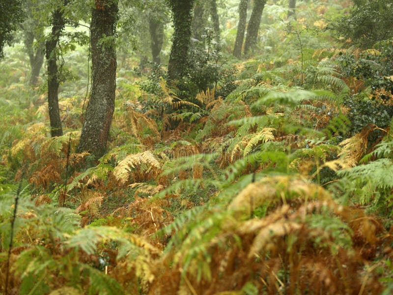 Oak forest stock photo. Image of fern, wood, beechtree - 16255582