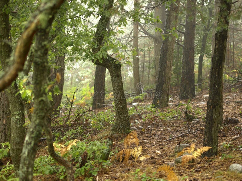 Oak forest stock photo. Image of biome, grove, forest - 16255976
