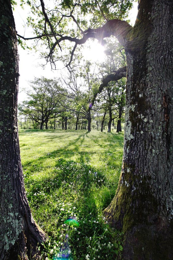 Oak forest. stock image. Image of grass, forest, glade - 17151765