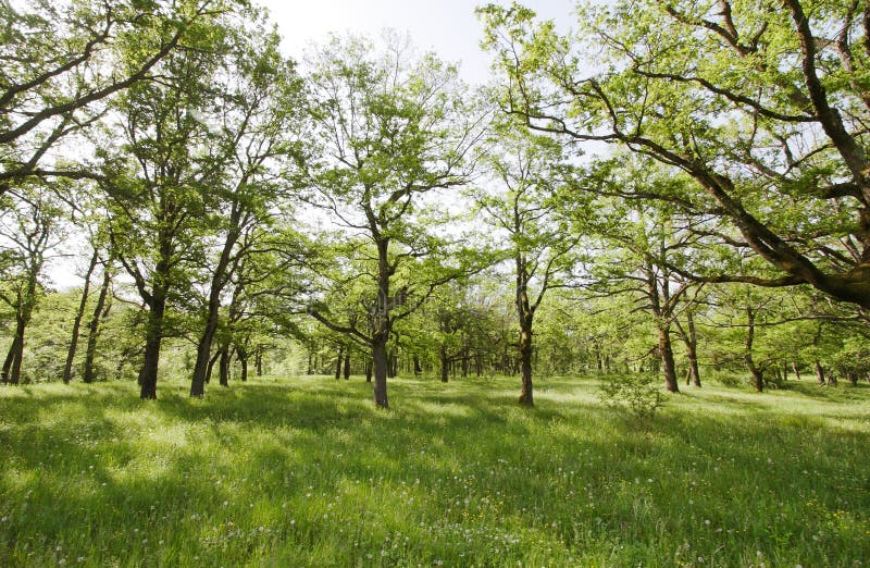 Oak forest. stock image. Image of tree, summer, wood - 17151767