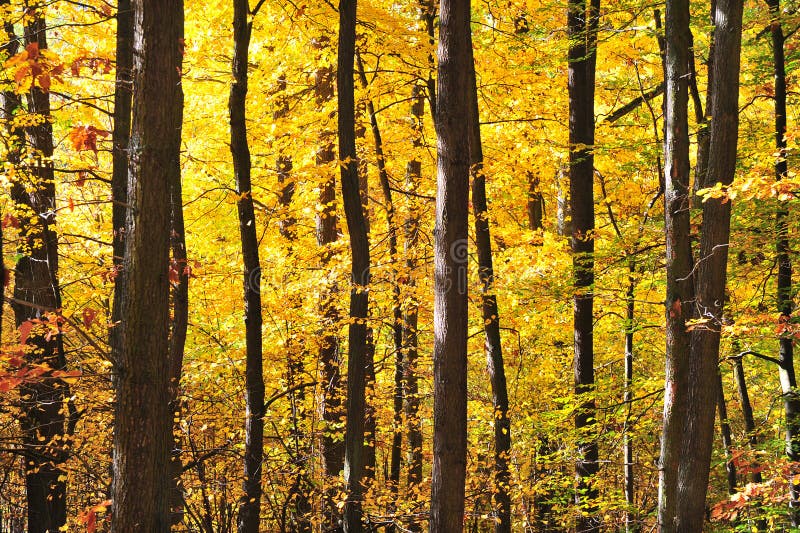 Oak forest stock photo. Image of autumn, trees, wood - 27520686