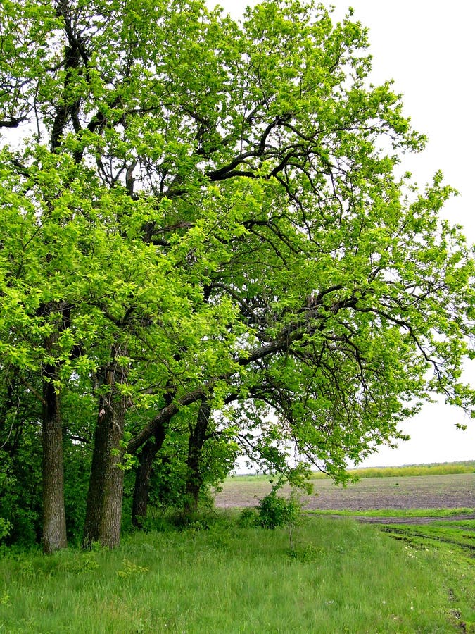 Oak forest stock photo. Image of leaf, landscape, deciduous - 5427210