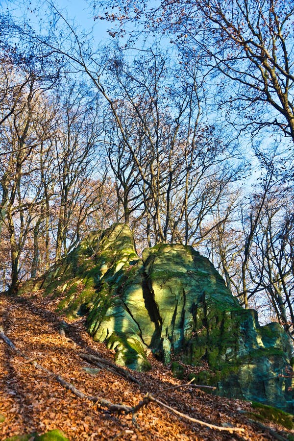 Oak forest in autumn stock image. Image of nature, garden - 69613741