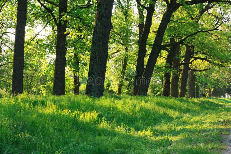 Oak forest in early spring stock photo. Image of natural - 25165386