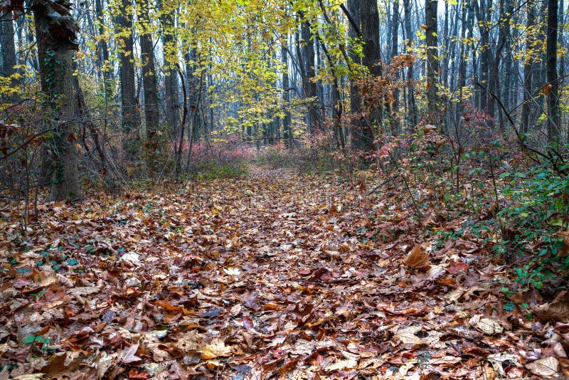 Oak forest stock photo. Image of path, autumn, fall, forests - 40578962