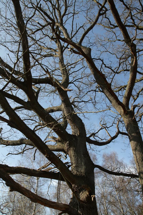 Oak forest in France stock image. Image of quercus, trunk - 88070273