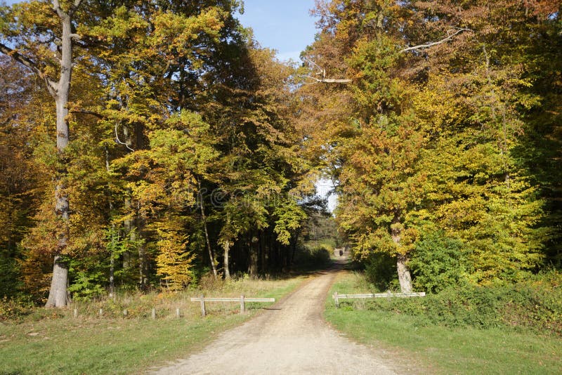 Oak forest in France stock photo. Image of wilderness - 88070484