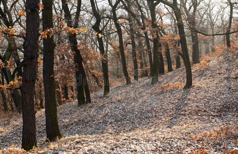 Oak forest stock image. Image of season, sunny, light - 47997689