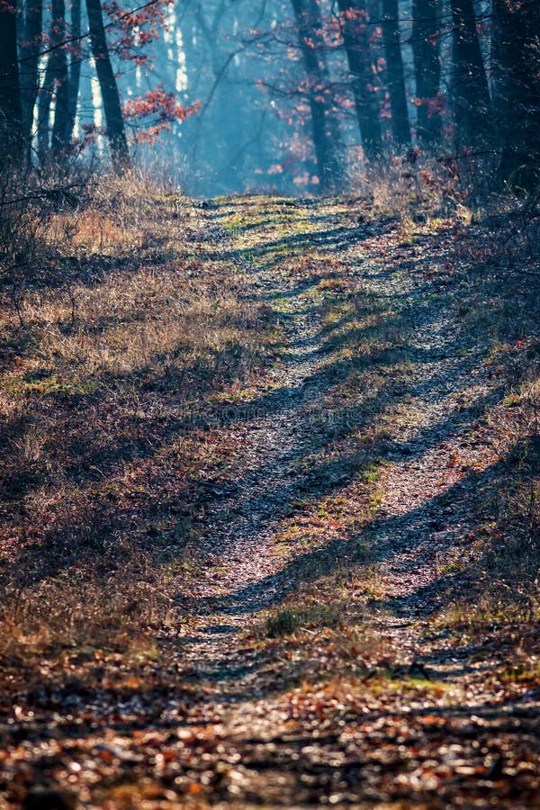 Oak forest stock image. Image of lush, land, scenery - 40712309