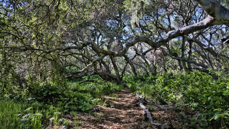 Oak Forest Path stock photo. Image of outside, grass - 97373430