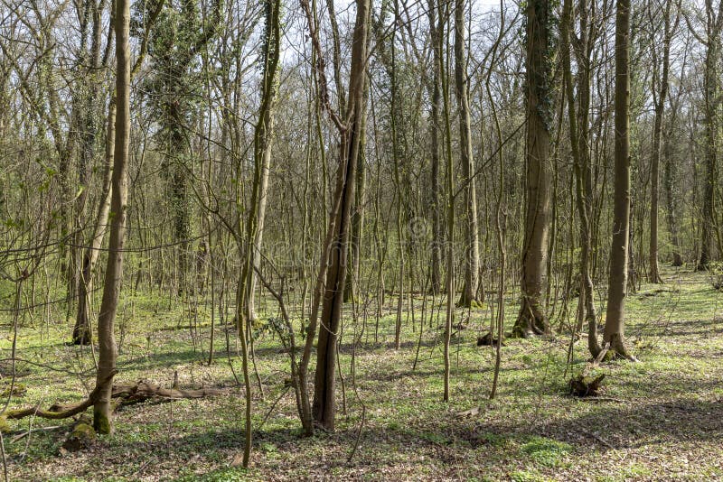 Oak forest in spring stock photo. Image of germany, forest - 114210636