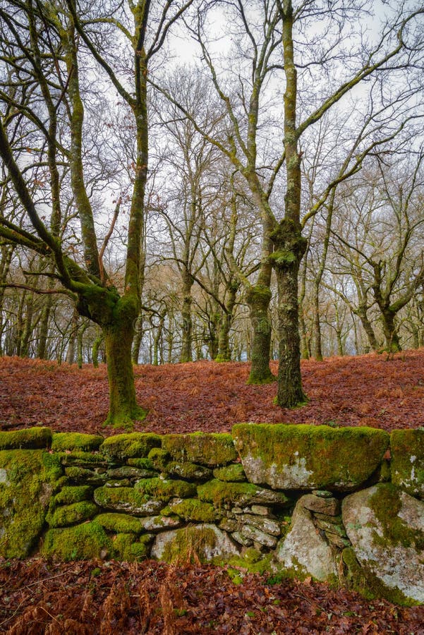 Oak forest and Stone wall stock photo. Image of landscape - 67424446