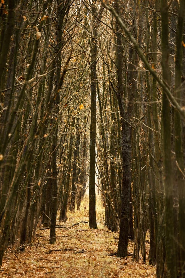 Oak Forest, Unrealistic Road between Trees. Stock Photo - Image of path ...