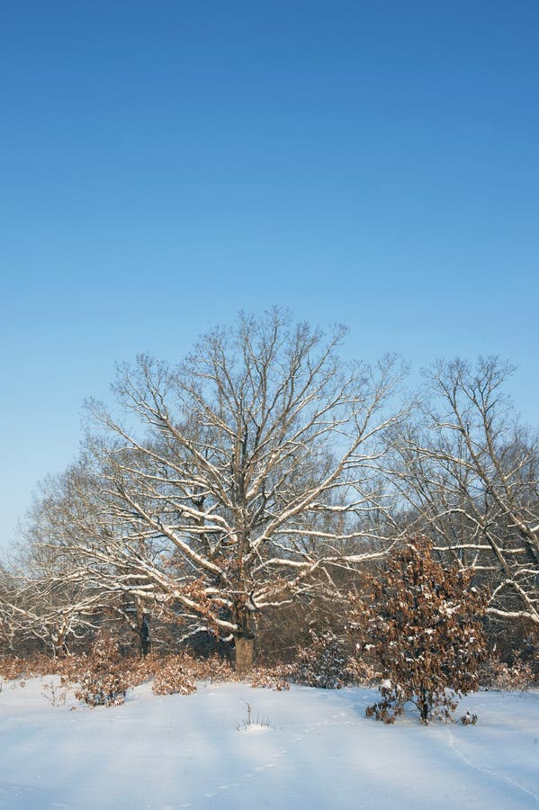 Oak forest in winter. stock image. Image of indiana, bare - 37678977
