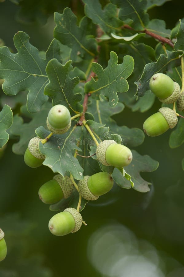 Oak fruit stock photo. Image of seed, macro, green, autumn - 26918784