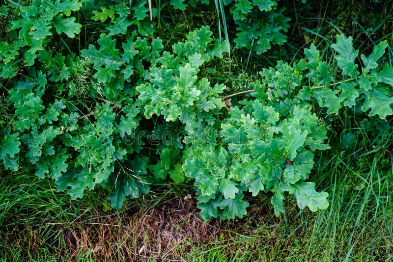 Young oak tree stock photo. Image of leaf, hold, gardening - 189354364