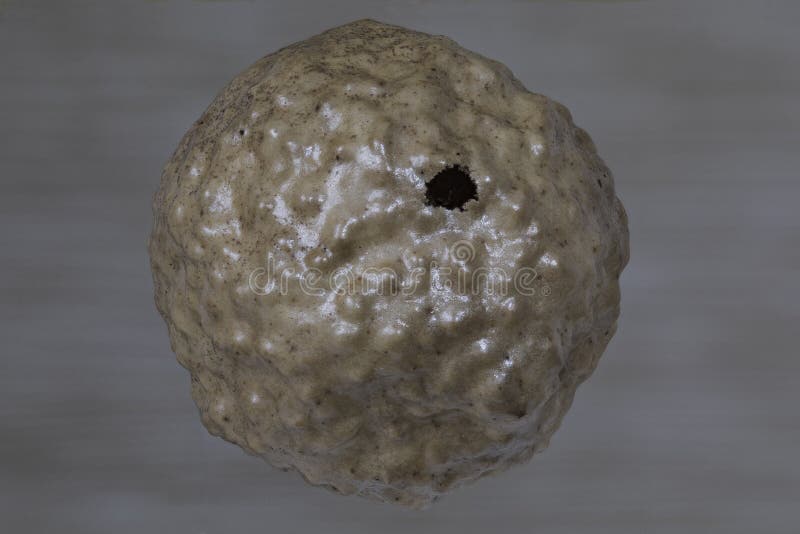 Oak Gall Shell stock photo. Image of gallfly, july, infestation - 97916138