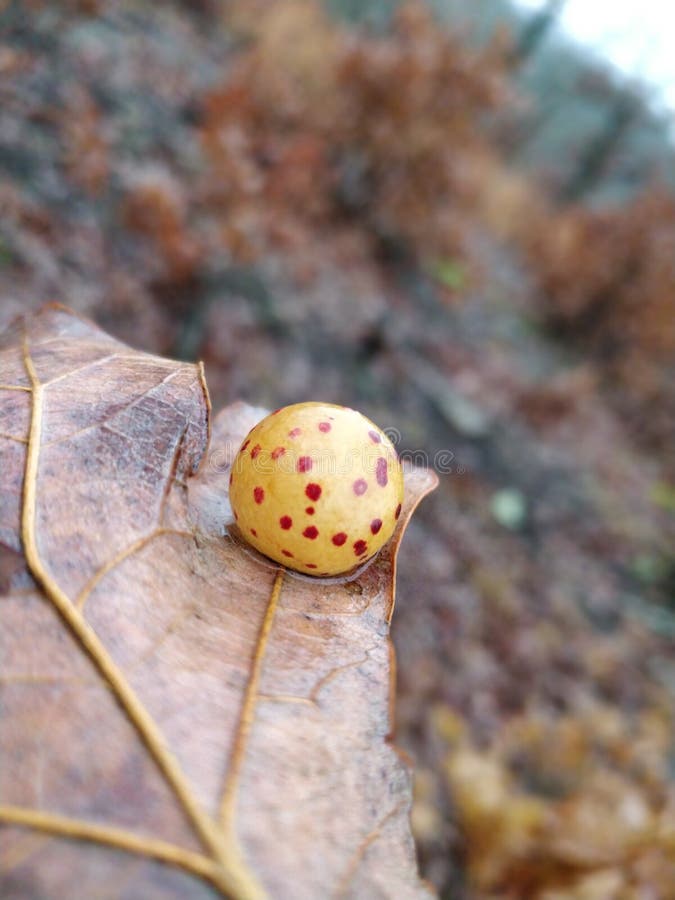 Oak gall stock image. Image of disease, plant, cynipidae - 43274747