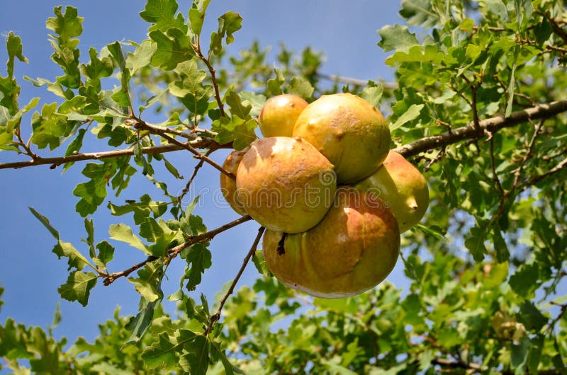 Oak Galls #2 stock photo. Image of small, tree, leaf - 14651158