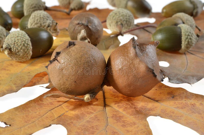 Oak galls ,acorns stock photo. Image of ecology, dangerous - 80137024