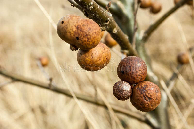 259 Oak Galls Stock Photos - Free & Royalty-Free Stock Photos from ...