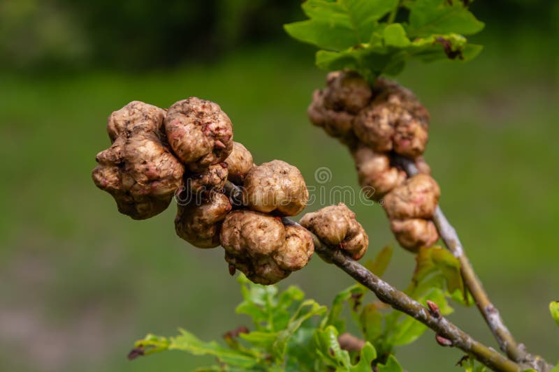 Oak Galls Formed by Oak Gall Wasps Create Unique Deformations on Oak ...
