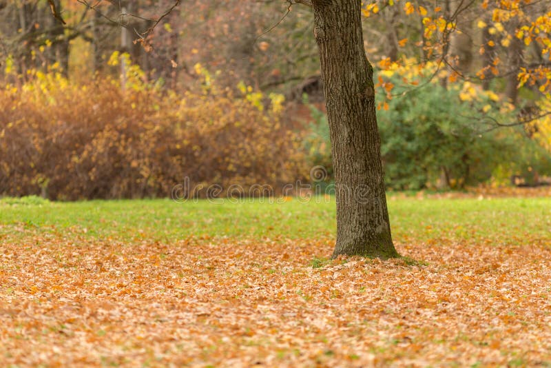 Oak on a glade stock image. Image of glade, yellow, grass - 255280631