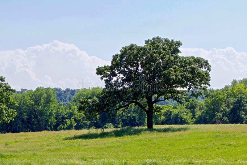 Oak in the Grassy Meadow stock photo. Image of central - 142646422