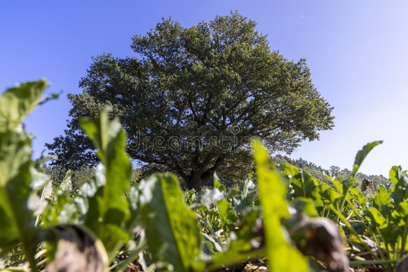 Oak Green Foliage Clear Sunny Weather Side View Stock Photos - Free ...