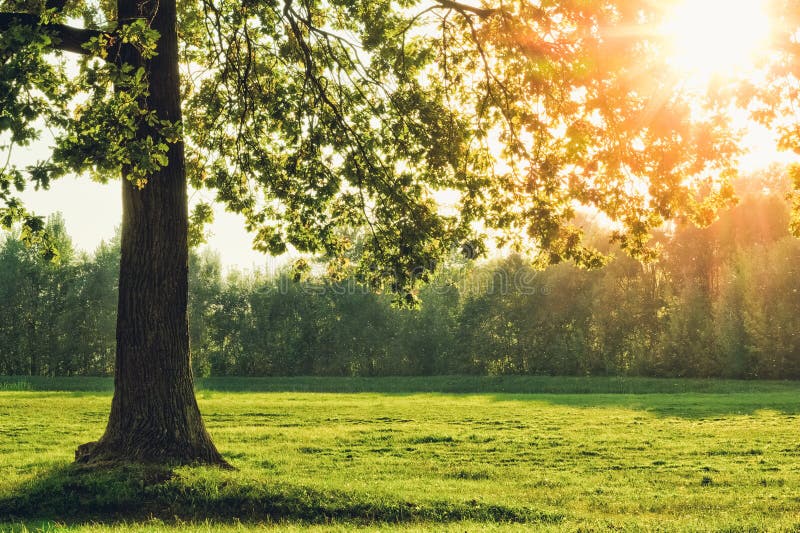 Beautiful Oak Tree with the Sun in the Foliage Stock Image - Image of ...