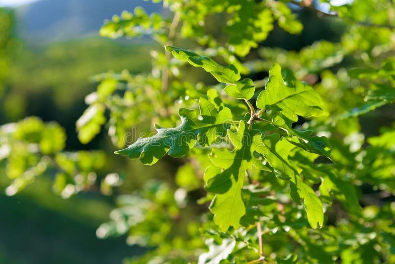 Oak Green Leaves Closeup in Spring Morning Stock Photo - Image of ...