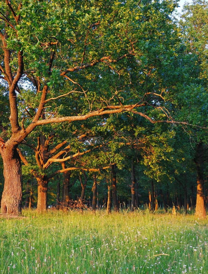 Oak grove stock photo. Image of forest, sunlight, rest - 20110154
