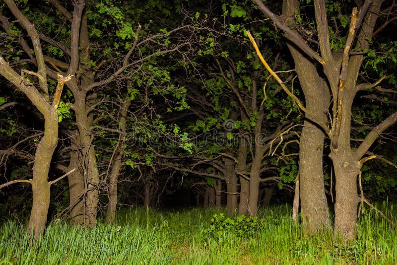 Oak Grove in Light of Lantern Stock Photo - Image of forest ...
