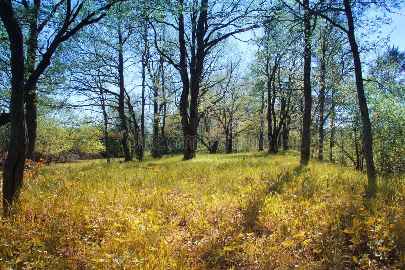 Oak grove, Russia stock photo. Image of yellow, meadow - 40867338
