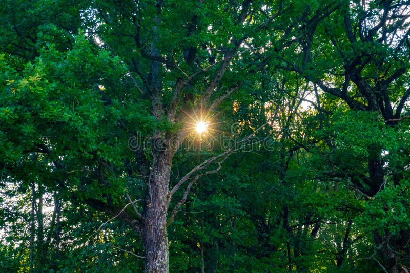 Oak Grove Suns Rays Break through Branches of an Oak Tree Stock Photo ...