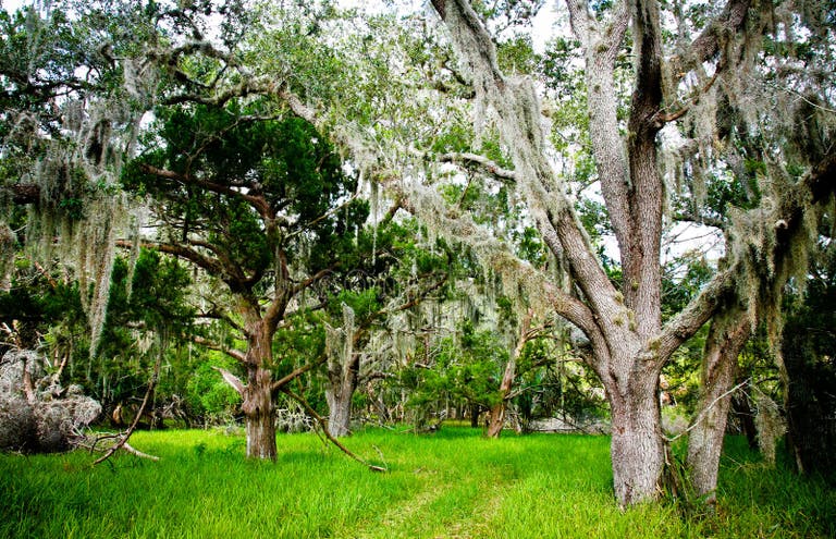 Oak Hammock- Path To the Past Stock Photo - Image of grass, outside ...